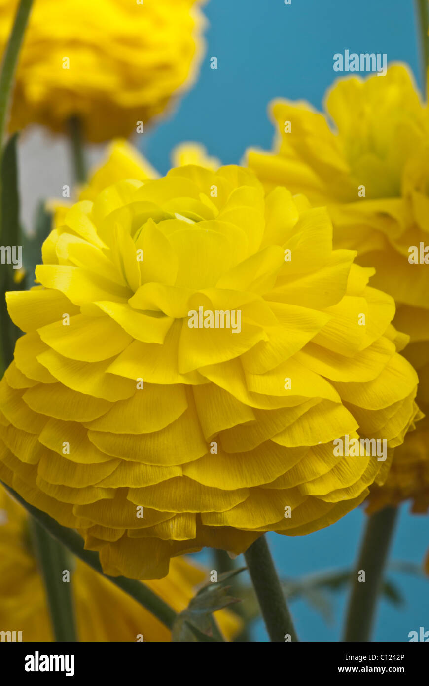 Bloomingdale hi-res stock photography and images - Alamy