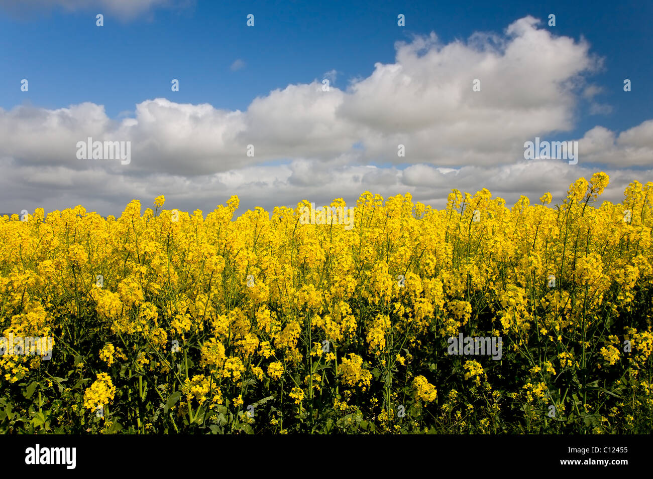 Canola crops Australia Stock Photo - Alamy