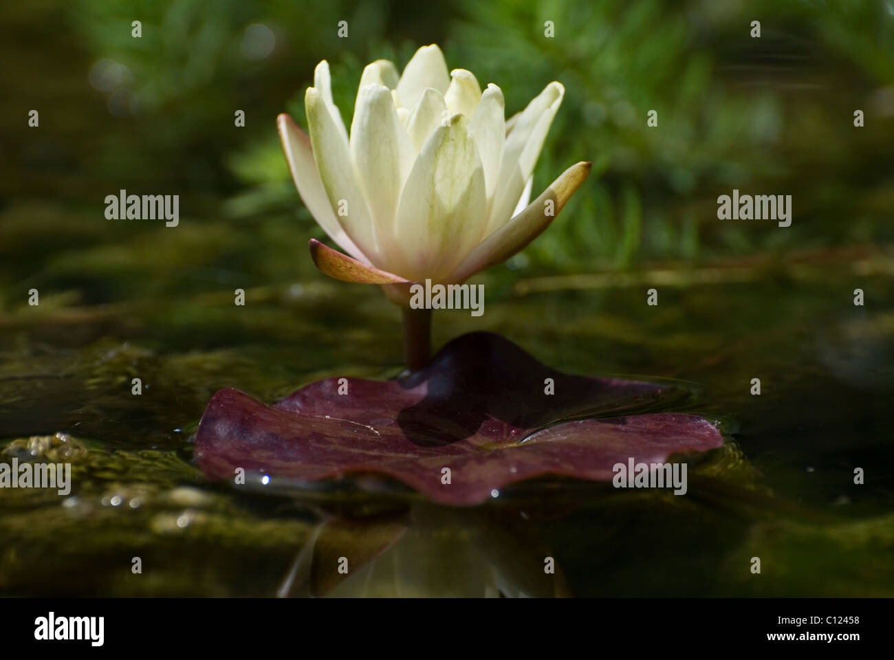 Miniature water lily hi-res stock photography and images - Alamy