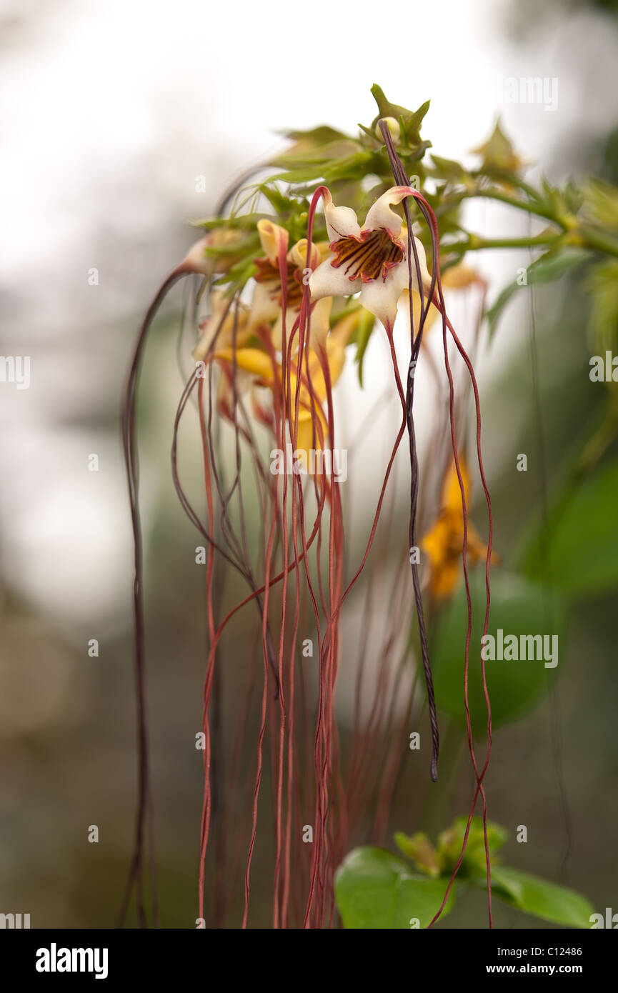 Trailing branch hi-res stock photography and images - Alamy