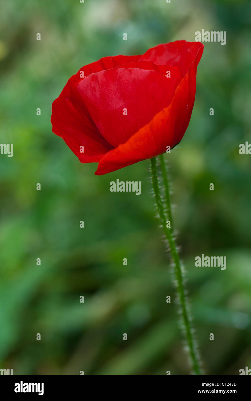 Common poppy leaves hi-res stock photography and images - Alamy