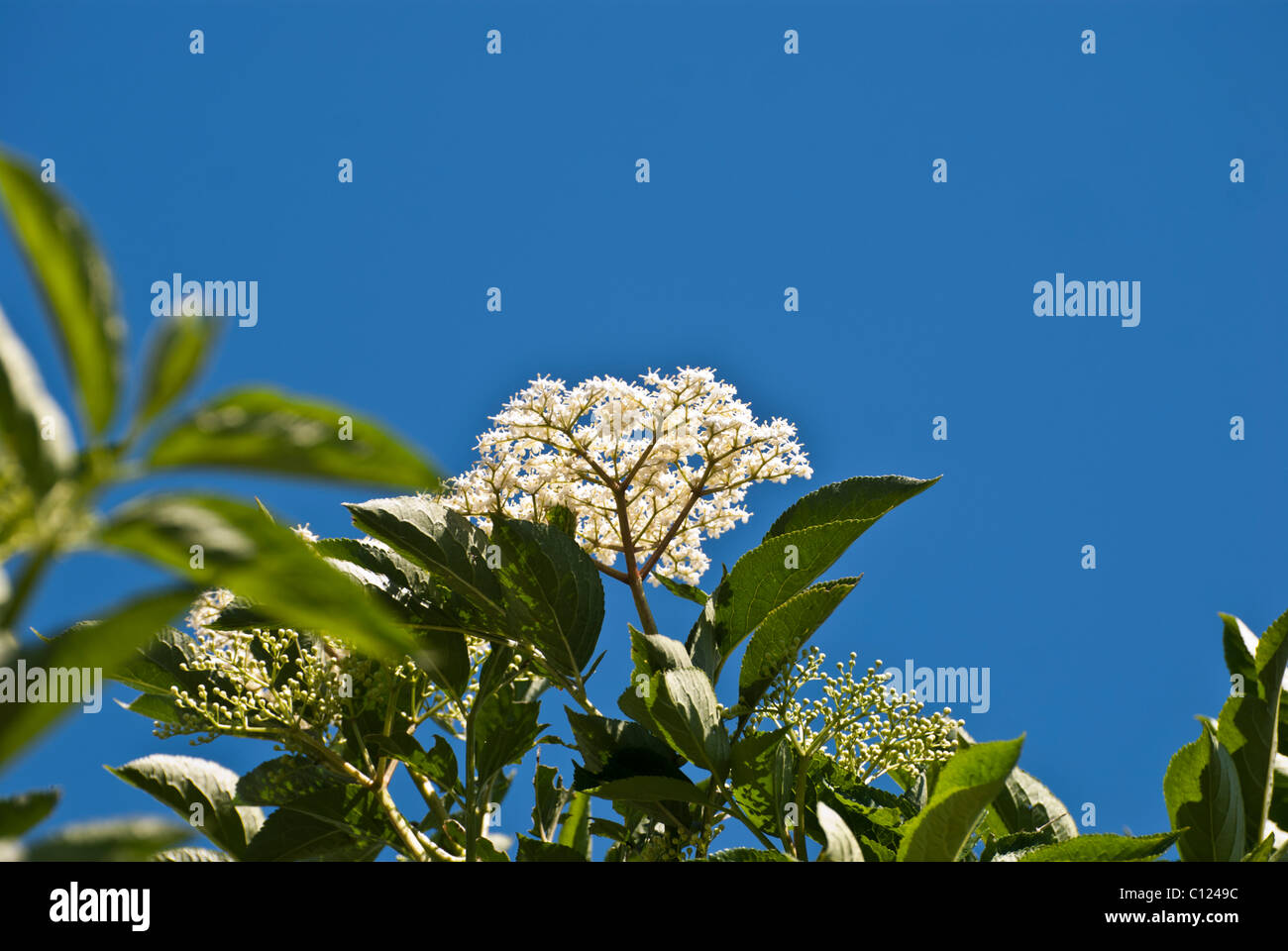 Flowers of the Elder tree (Sambucus nigra) against a bright blue sky ...