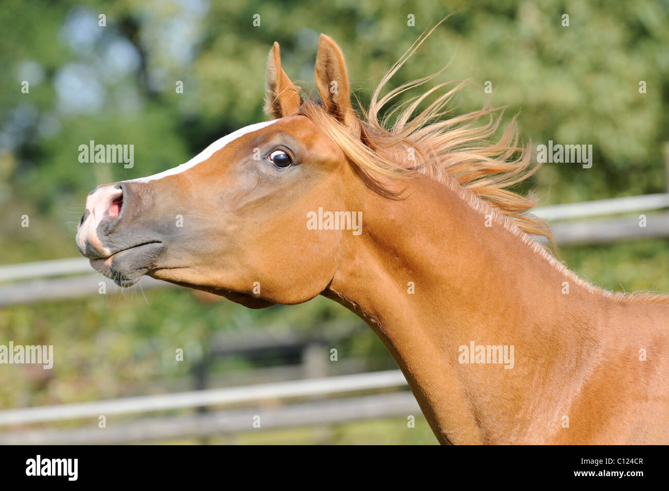 Arabian thoroughbred, filly, chestnut, portrait, head study Stock Photo ...