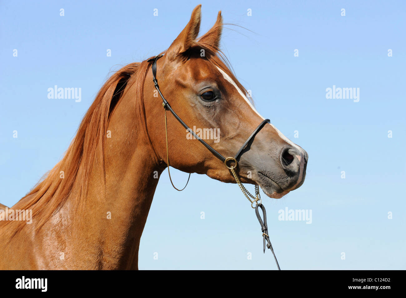 Arabian thoroughbred, filly, chestnut, portrait Stock Photo - Alamy