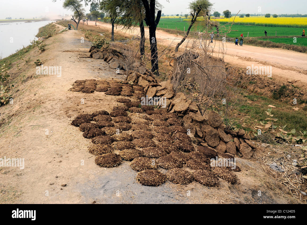 Cow dung india fuel hi-res stock photography and images - Alamy