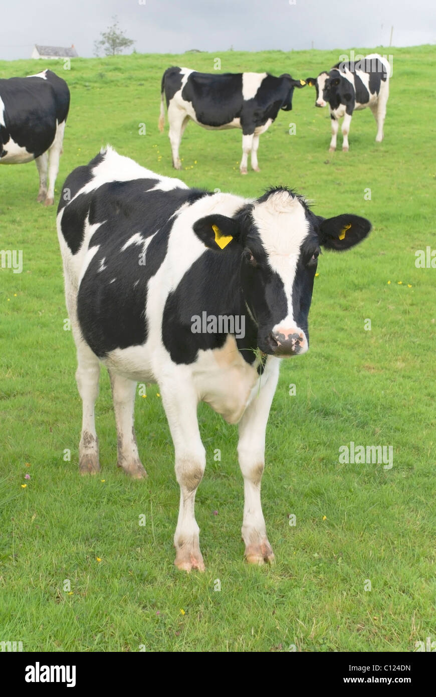 Guernsey cow uk hi-res stock photography and images - Alamy