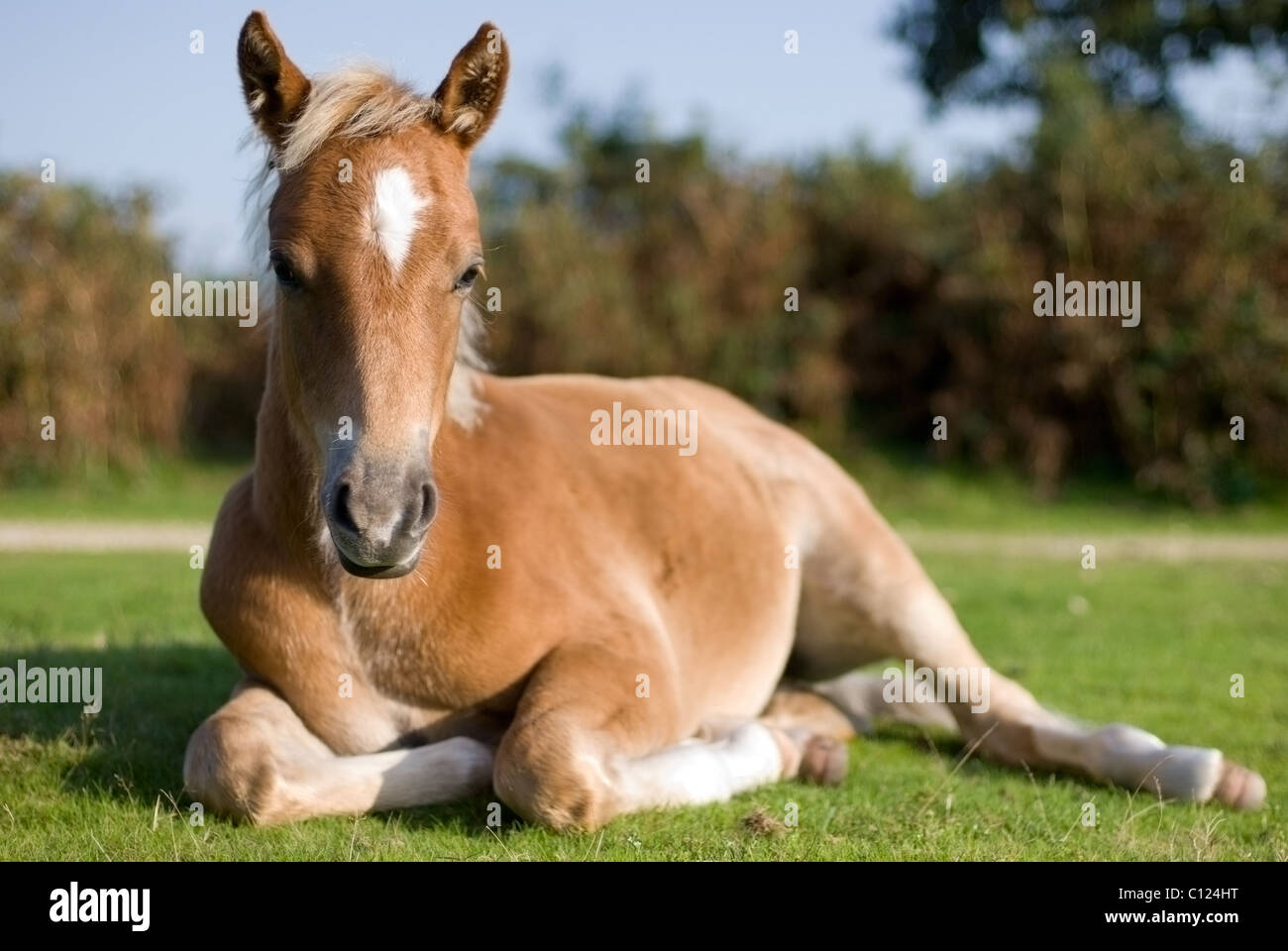 Foal laying in pasture, New Forest, England Stock Photo - Alamy