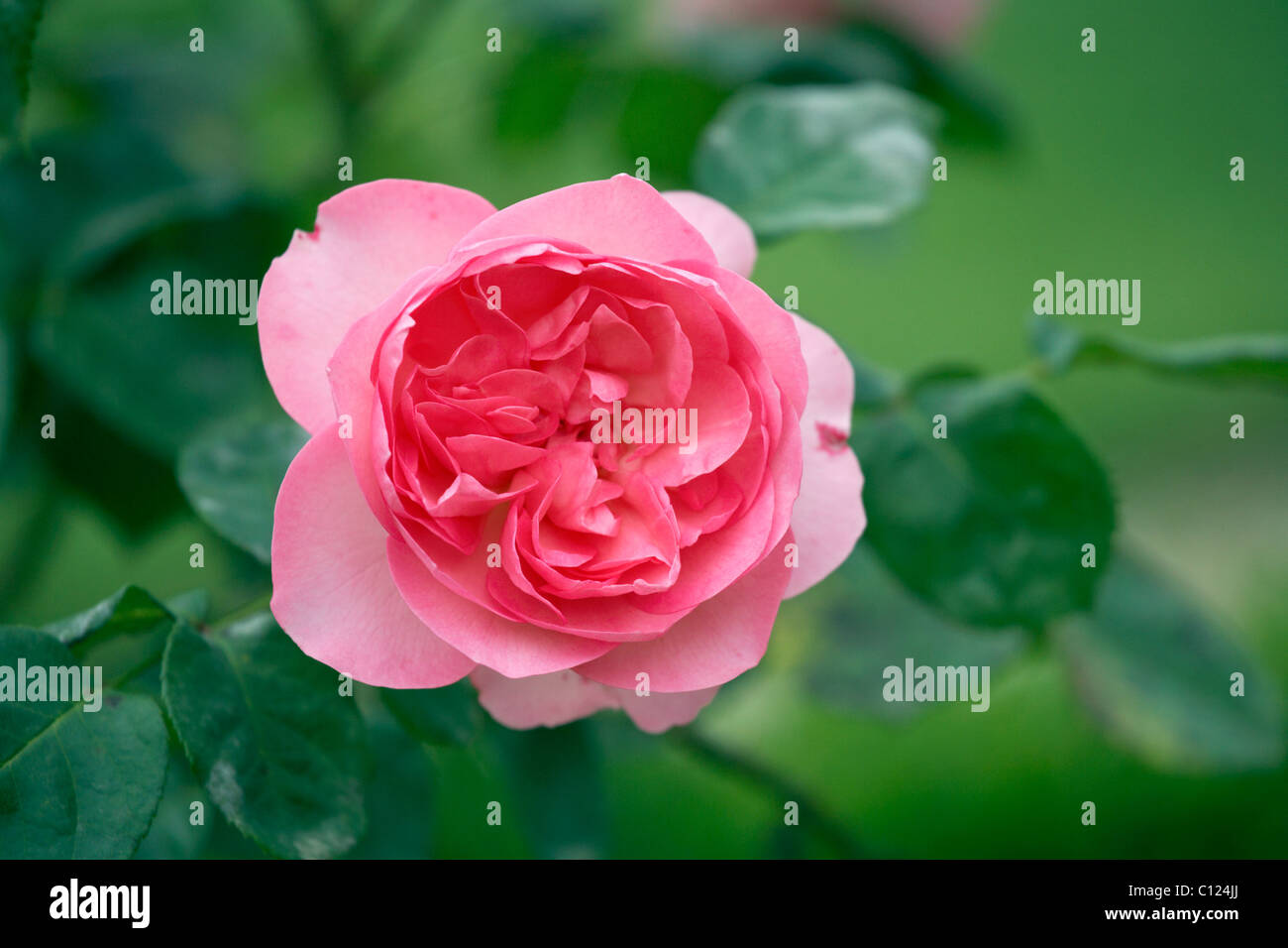 ROSA GUY DE MAUPASSANT Stock Photo - Alamy