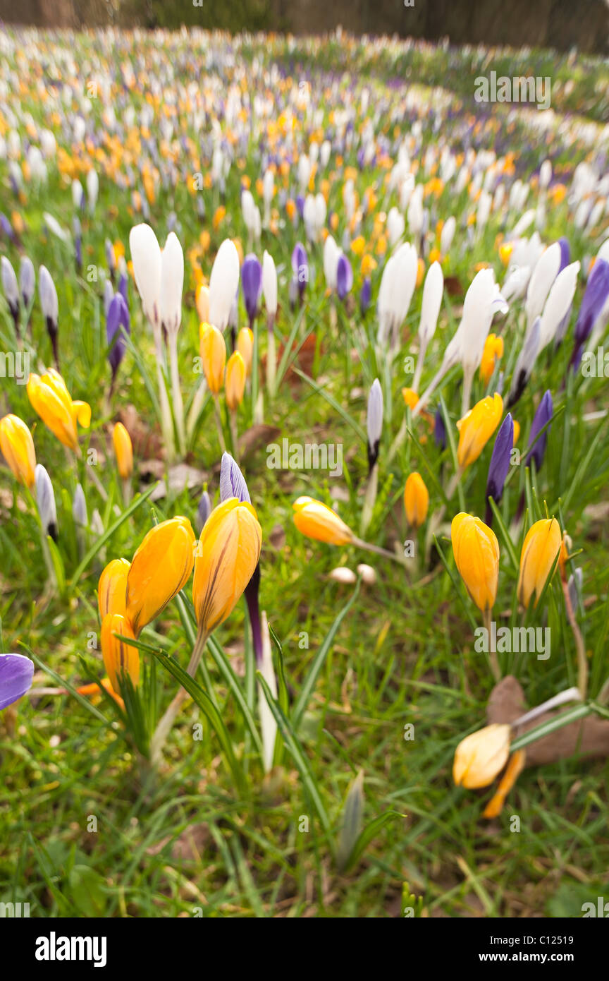 Mass of Spring crocuses as a lawn of colour Stock Photo - Alamy
