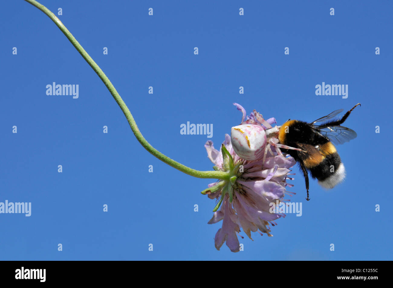 Spider That Looks Like A Bumble Bee