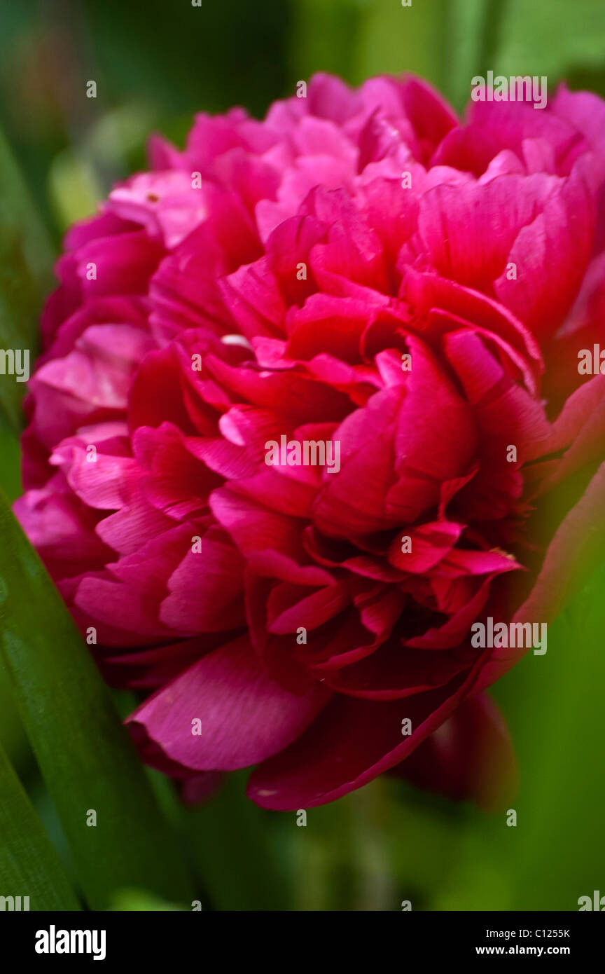 Cerise pink peony hi-res stock photography and images - Alamy