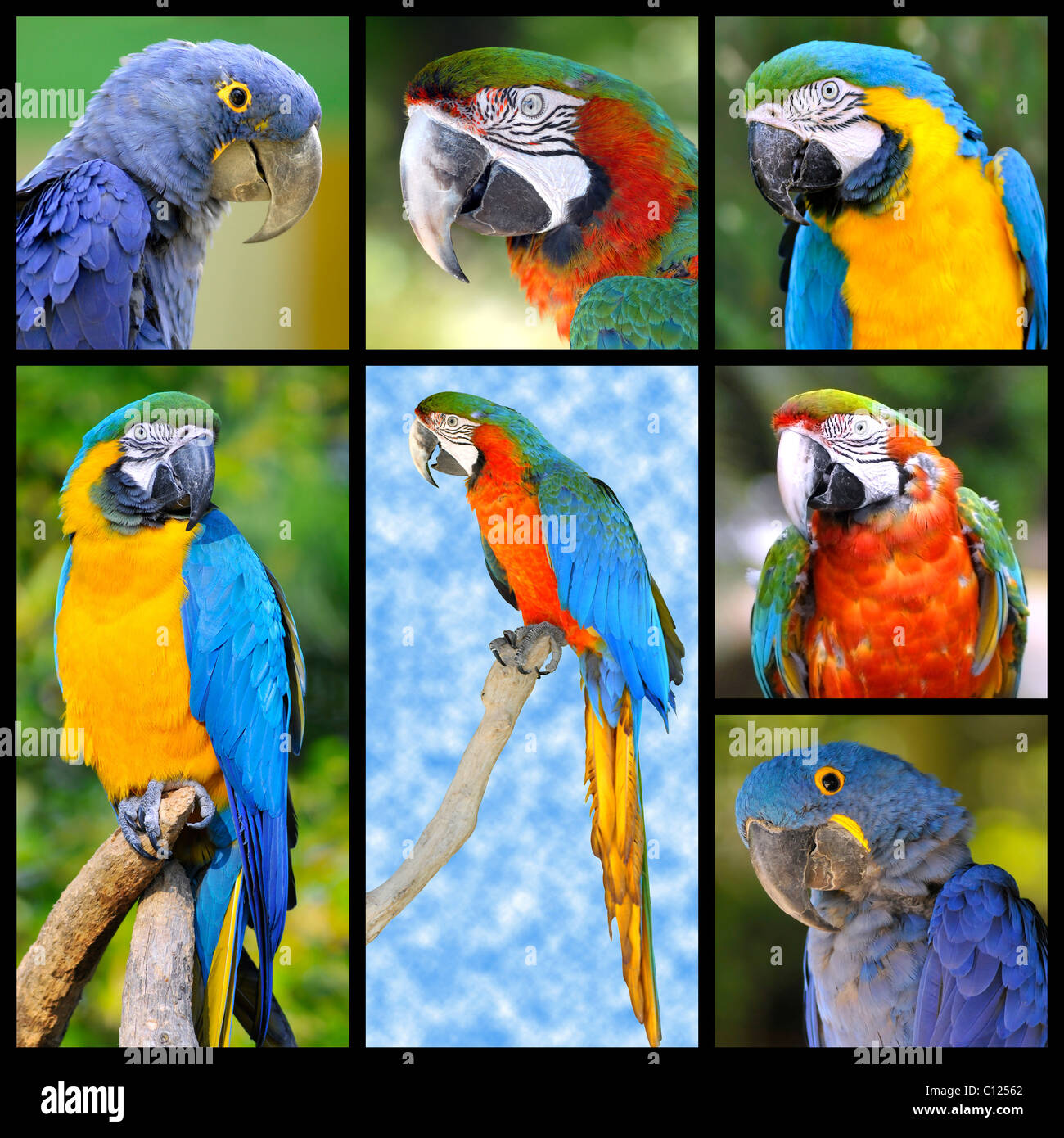 Seven photos mosaic of parrots Stock Photo - Alamy