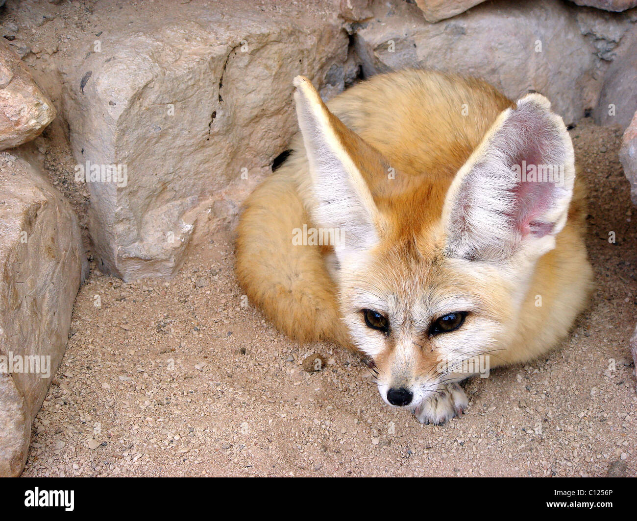 Fennec fox portrait hi-res stock photography and images - Alamy