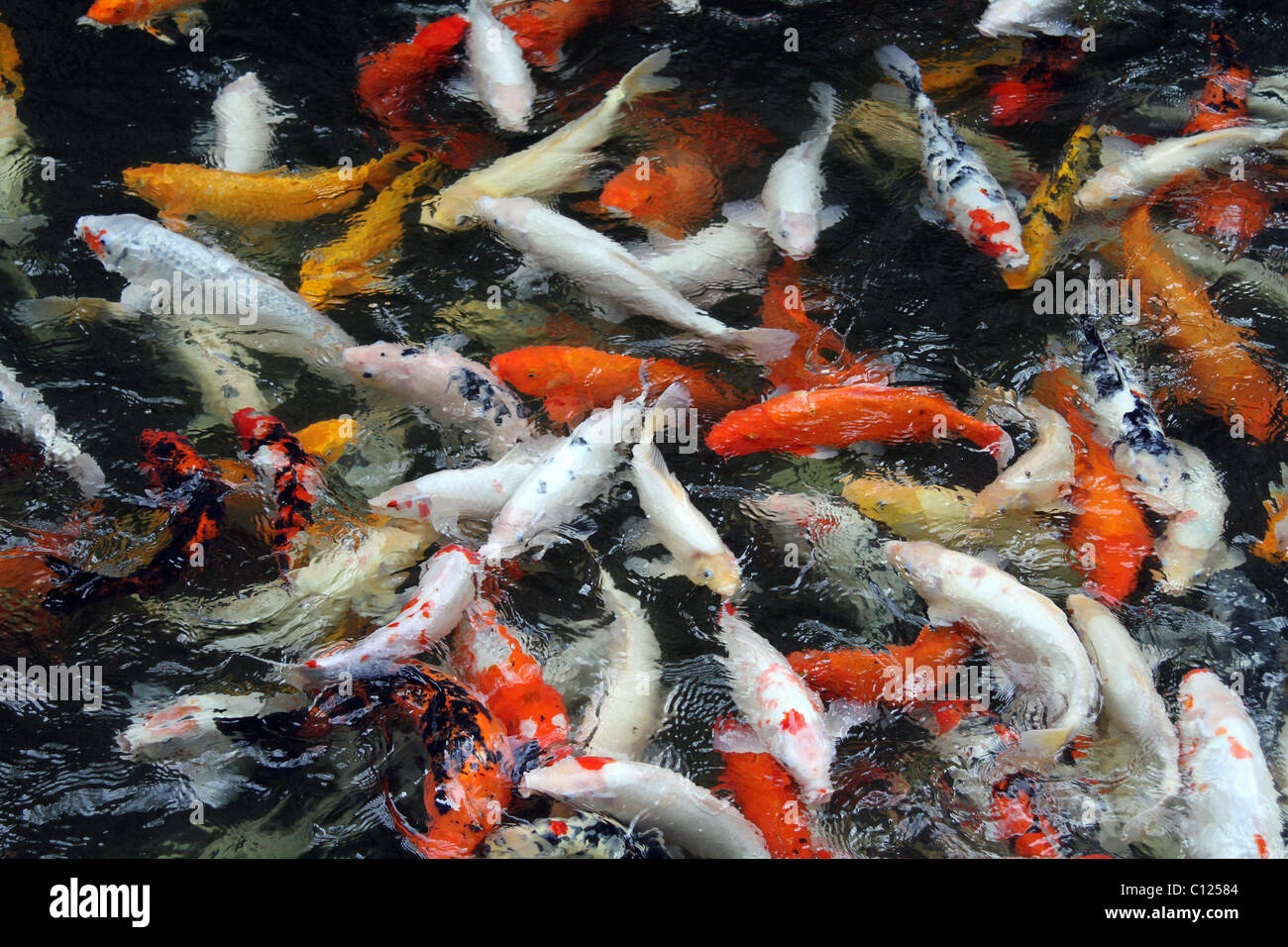 Koi Carp and goldfish fish swimming in a pool in Macau, China Stock ...