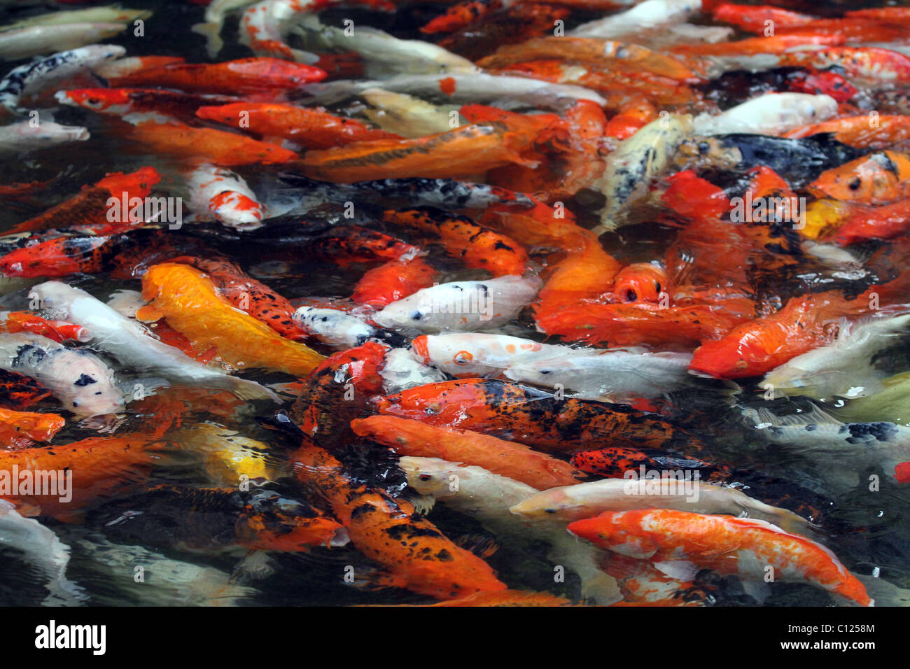 Koi Carp and goldfish fish swimming in a pool in Macau, China Stock ...