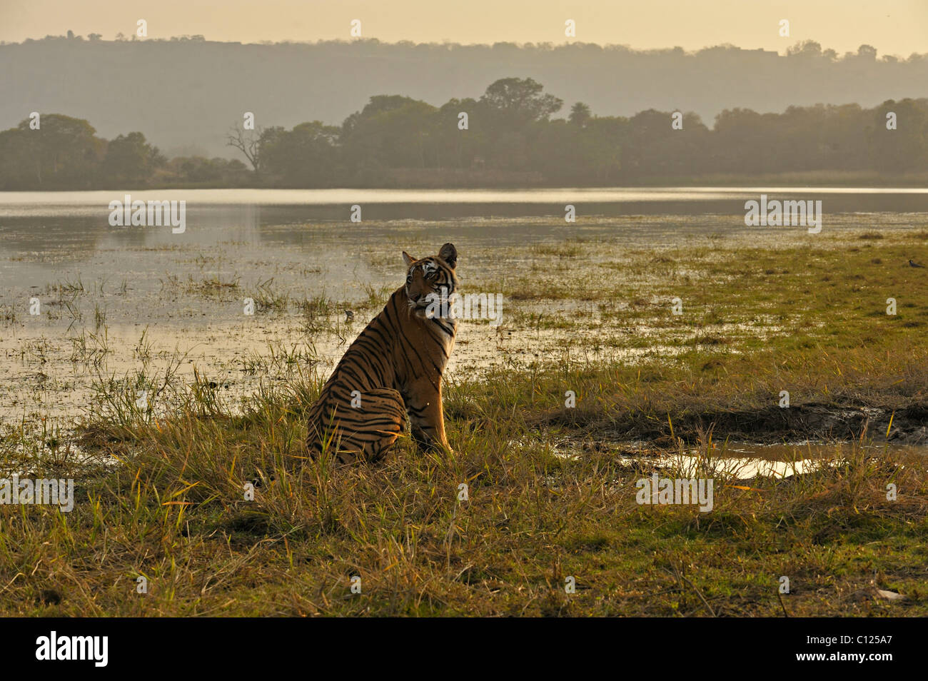 India sunset tiger hi-res stock photography and images - Alamy