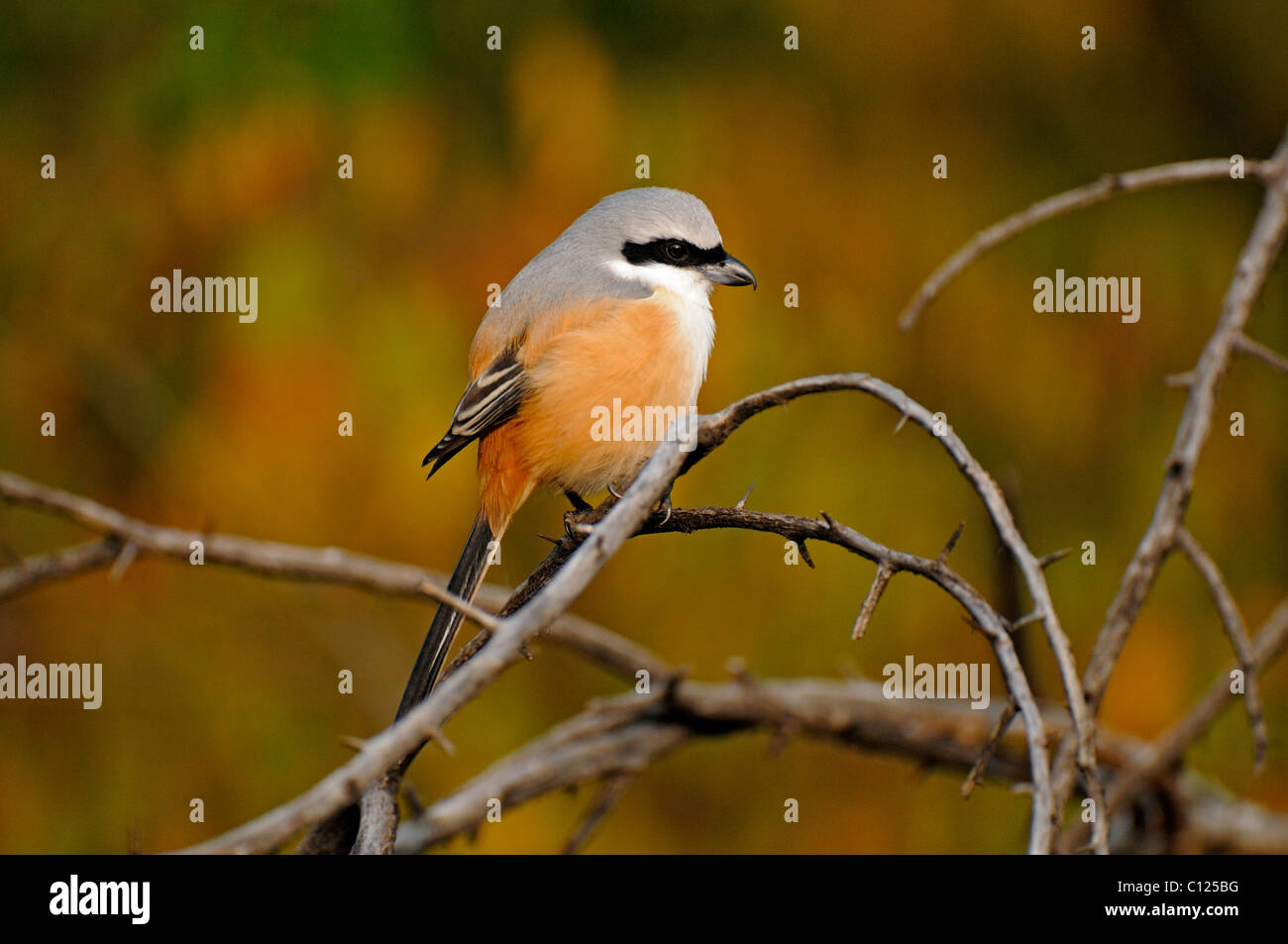 Long-tailed Shrike or Rufous-backed Shrike (Lanius schach) in the jungles of Ranthambore ...