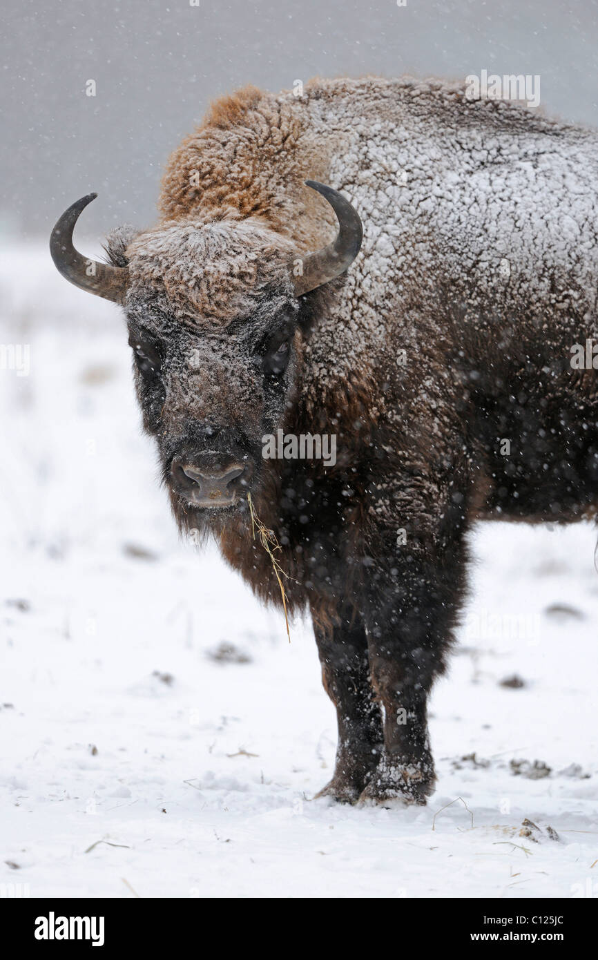 European bison (Bison bonasus), in a heavy snowstorm Stock Photo - Alamy