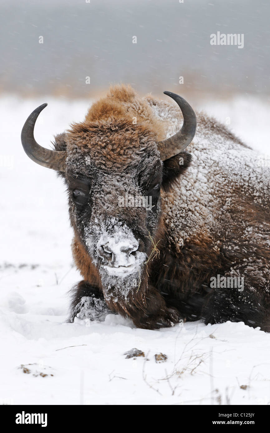 Bison in snowstorm hi-res stock photography and images - Alamy