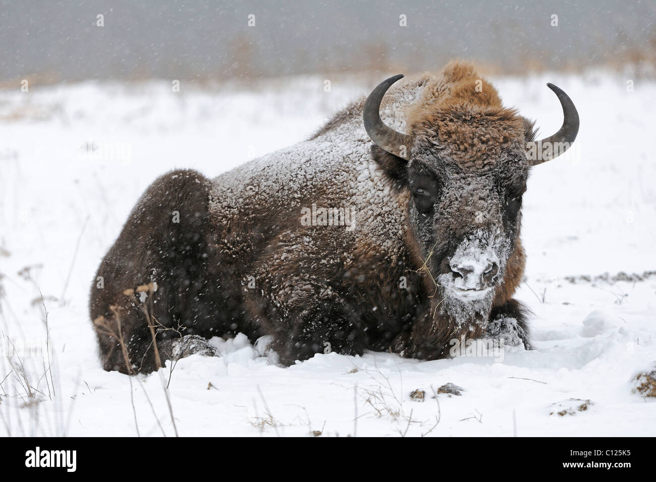 Bison in snowstorm hi-res stock photography and images - Alamy