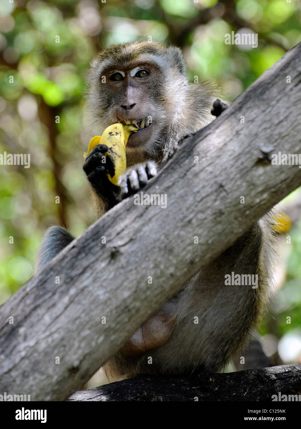Green monkey hi-res stock photography and images - Alamy