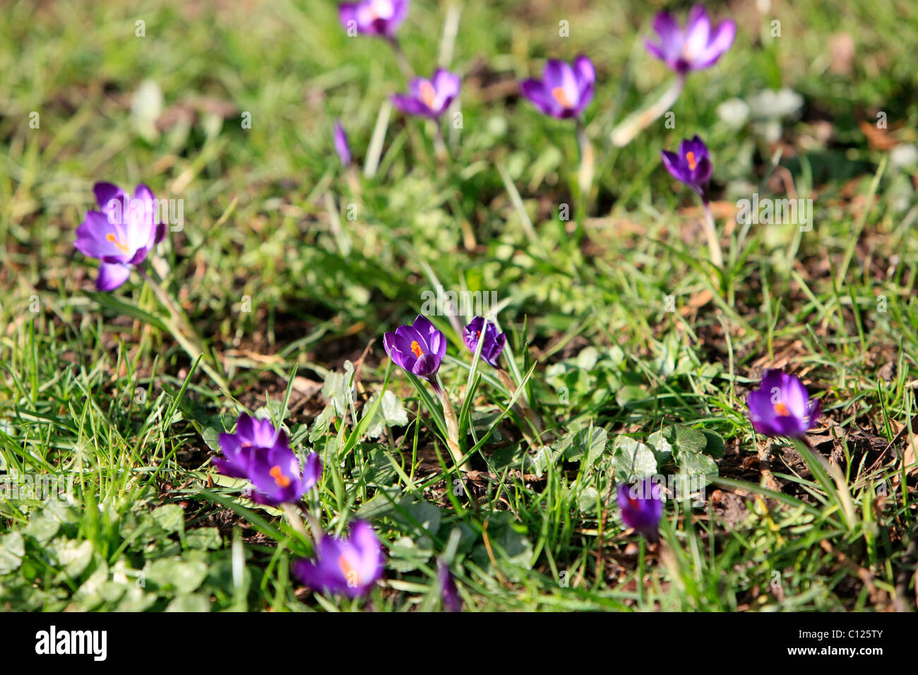 Wild Purple Crocus (Dutch Hybrid) in Springtime Stock Photo - Alamy
