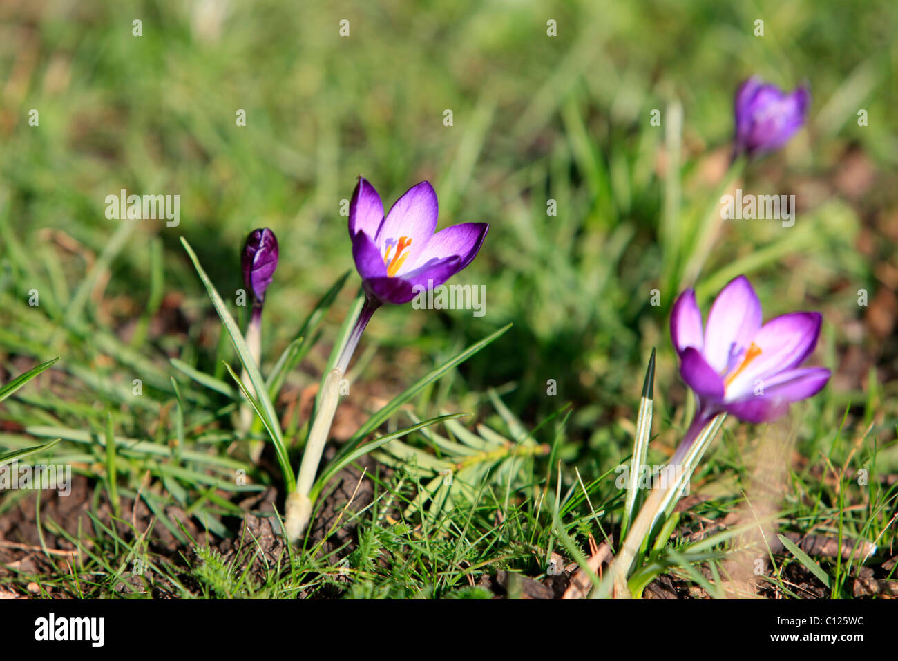 Wild Purple Crocus (Dutch Hybrid) in Springtime Stock Photo - Alamy