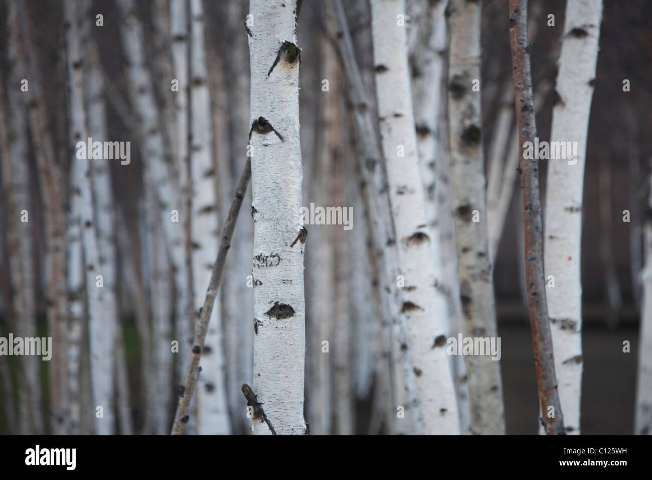 Silver birch trees Stock Photo - Alamy