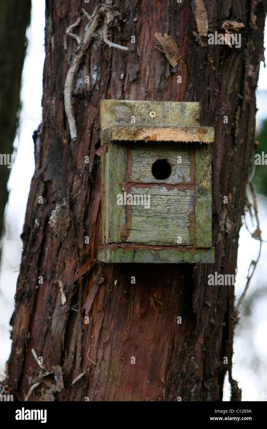 Bird's nesting box in a nature reserve woodland. Made by local school ...