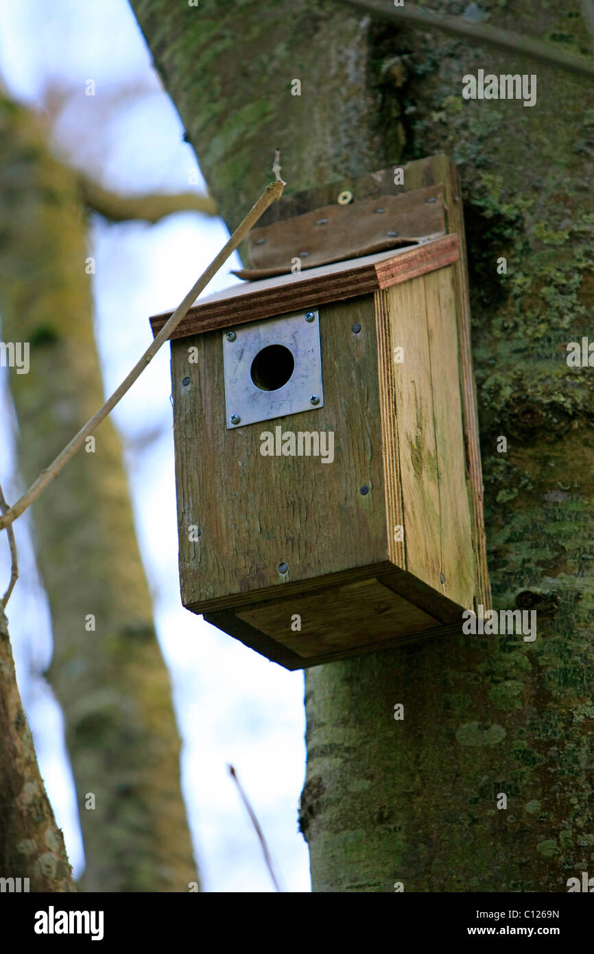 Bird's nesting box in a nature reserve woodland. Made by local school ...