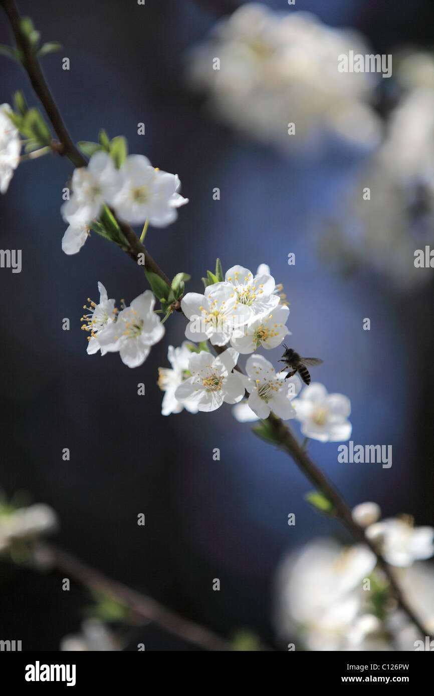 Himalaya trees hi-res stock photography and images - Alamy