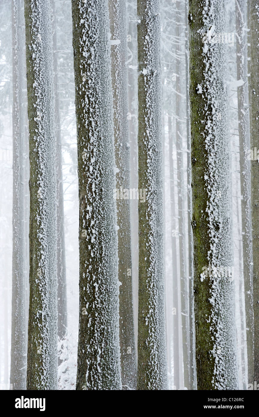 Tree trunks covered with frost, Lindenberg, Switzerland, Europe Stock ...