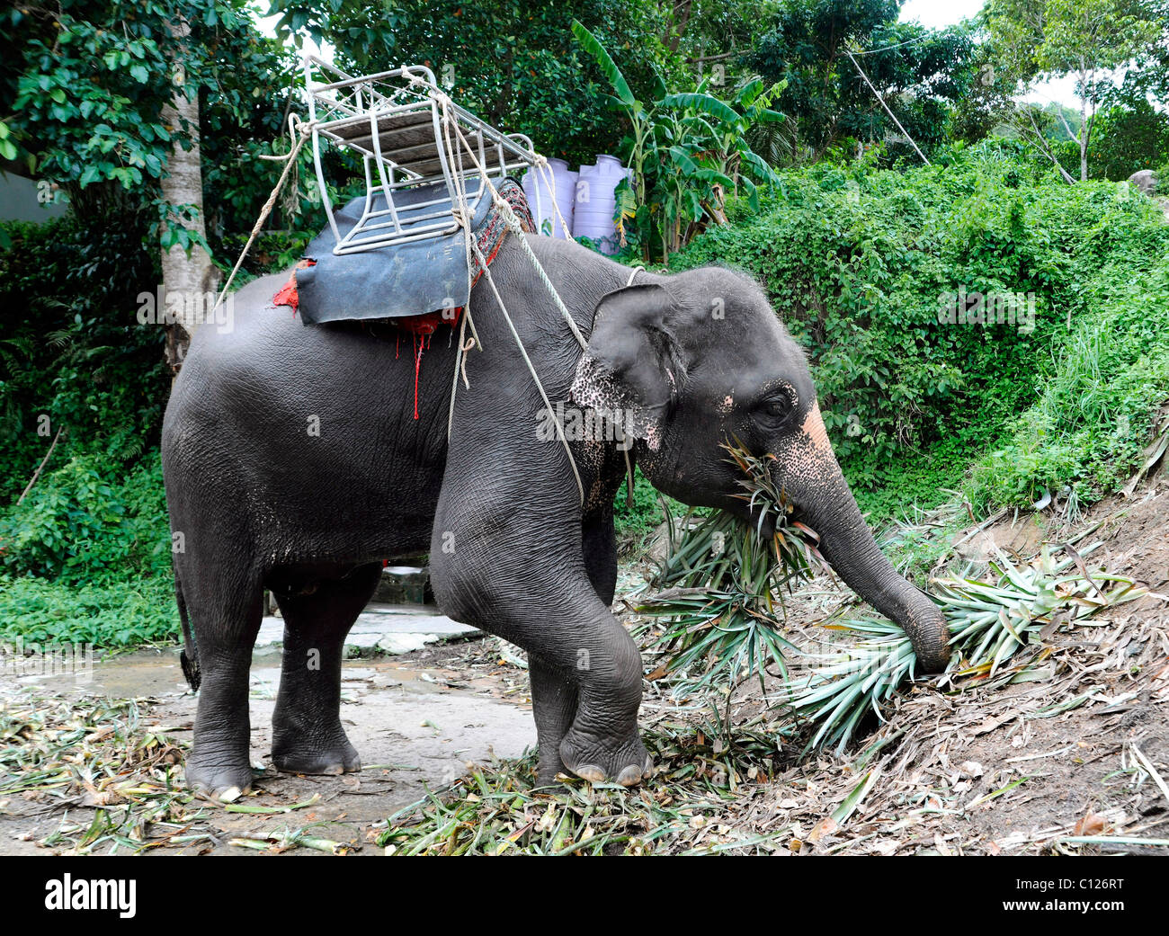 Elephant (Elephas maximus) eating, Thailand, Asia Stock Photo - Alamy