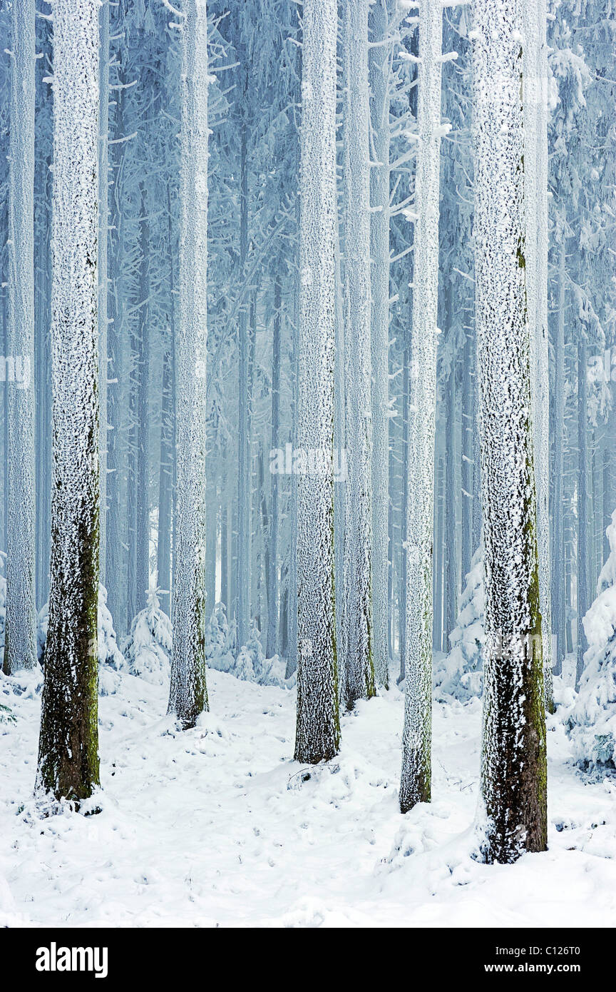 Tree trunks covered with frost, Lindenberg, Switzerland, Europe Stock ...