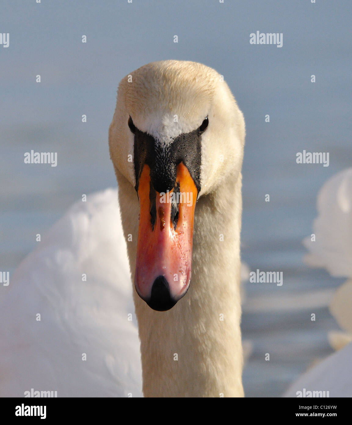 Swan portrait head shot hi-res stock photography and images - Alamy