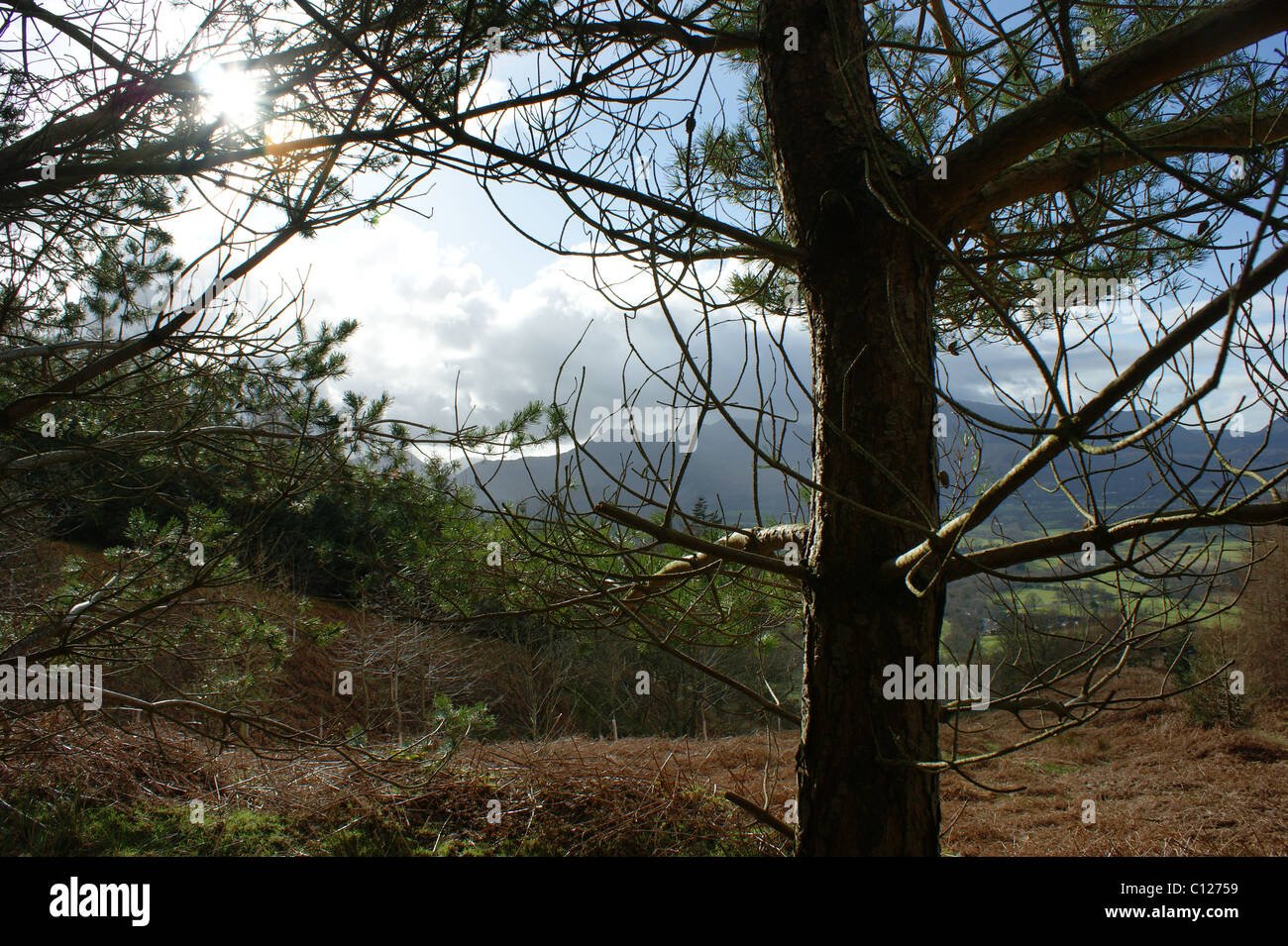 Lake District Tree and Sunshine Landscape Stock Photo - Alamy