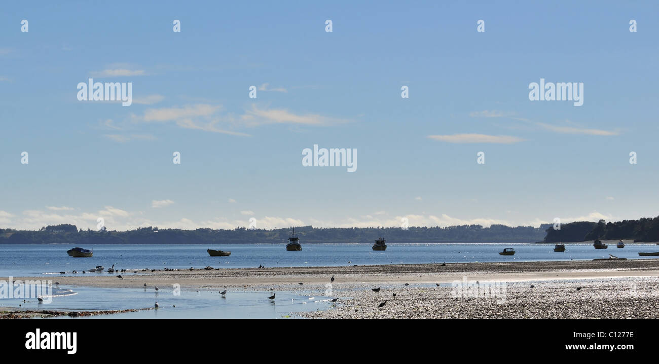 Many seabirds standing beach mid distance view hi-res stock photography ...