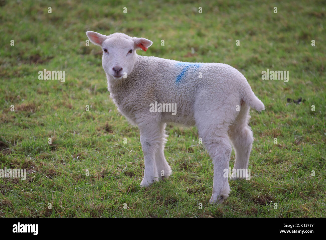 A lamb in a field Stock Photo - Alamy