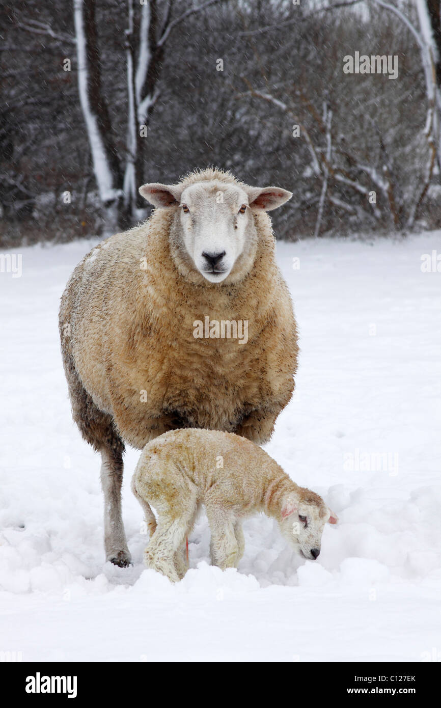 Domestic sheep (Ovis ammon f. aries), ewe with newborn lamb in snow in ...