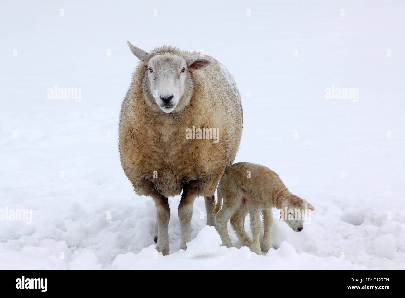 Domestic sheep (Ovis ammon f. aries), ewe with newborn lamb in snow in ...