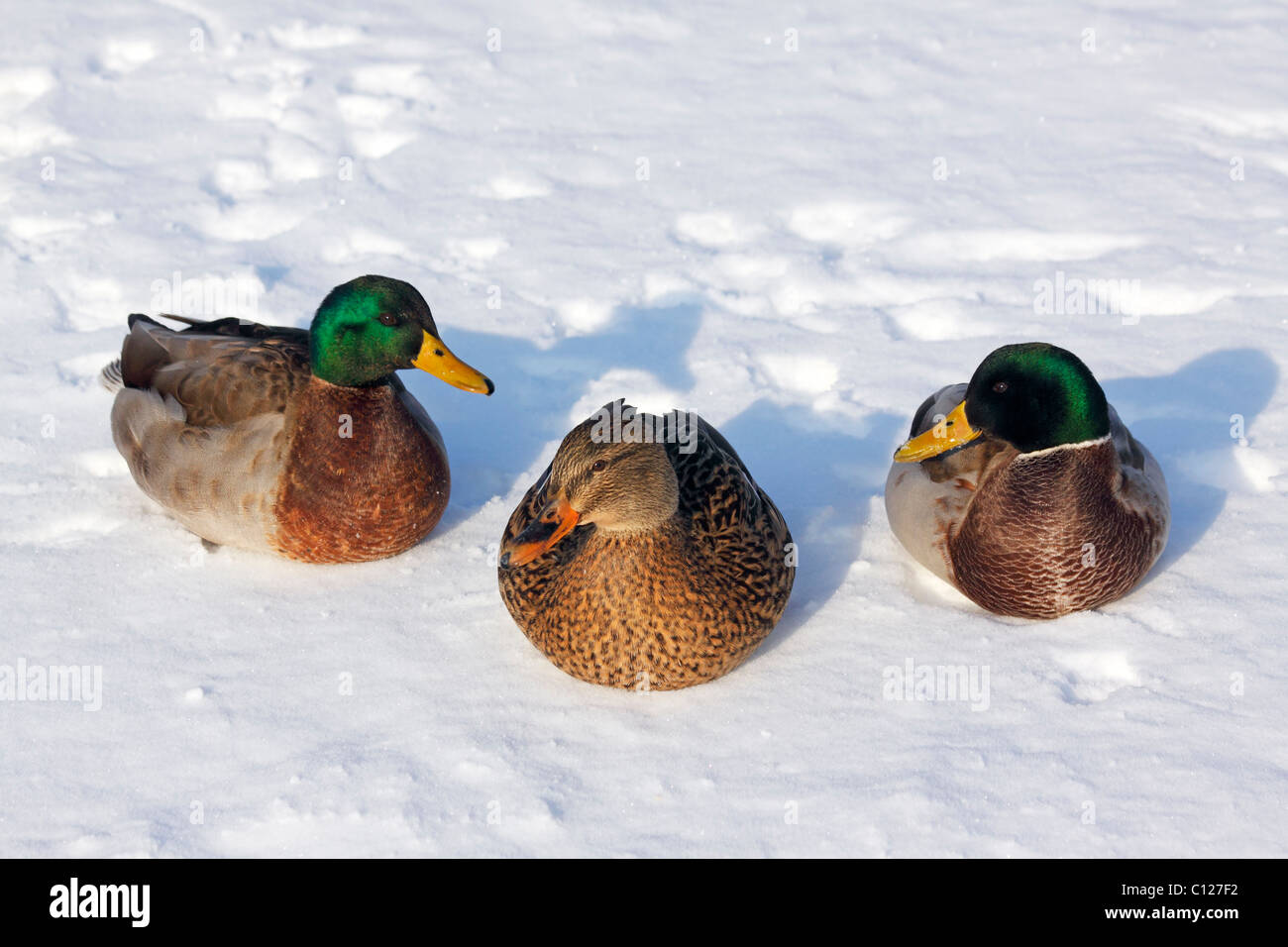 Top view drake mallard duck hi-res stock photography and images - Alamy