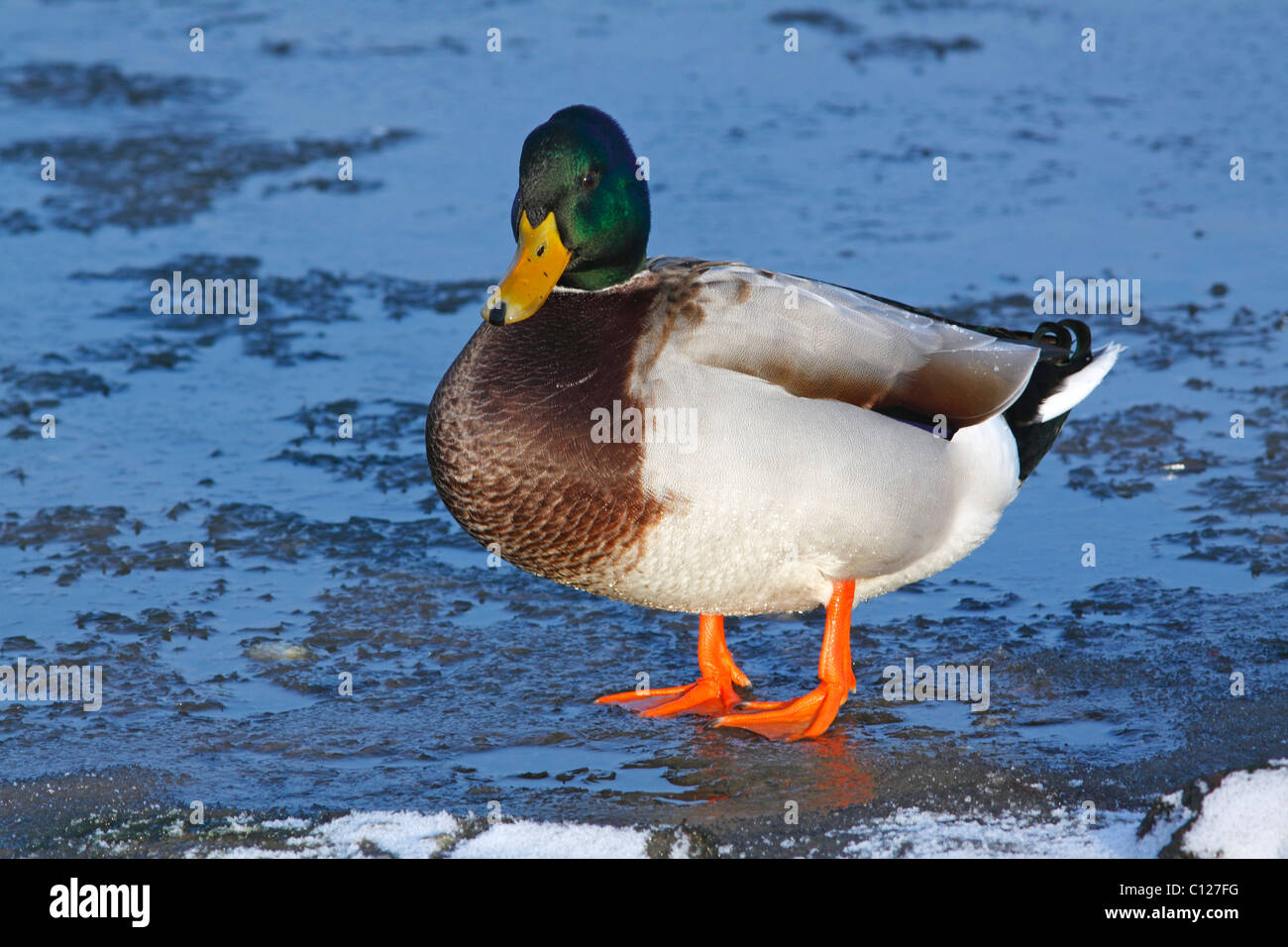 Mallard duck (Anas platyrhynchos) drake standing on the ice of a frozen ...