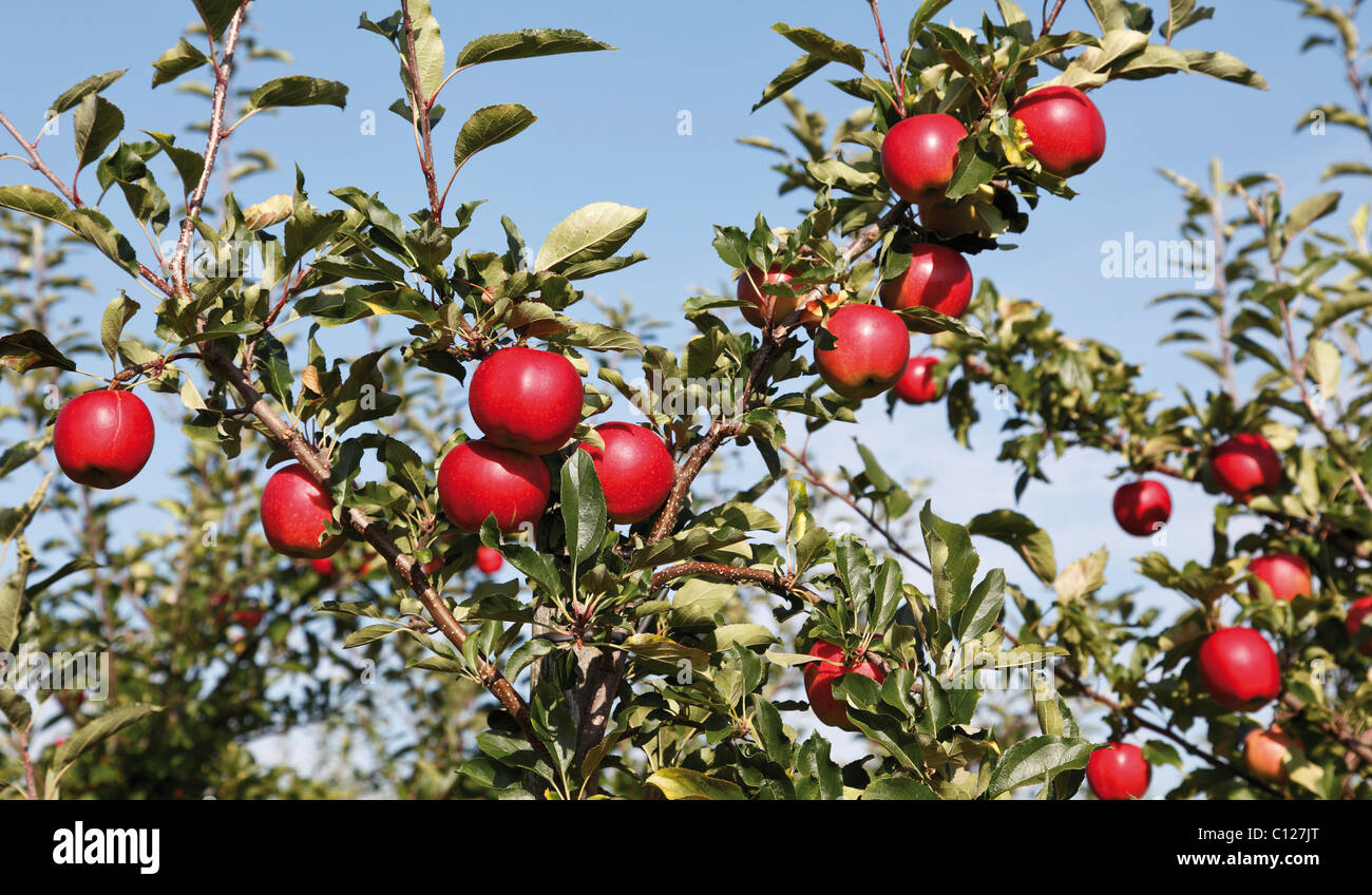 Apple orchard with red apples Stock Photo - Alamy