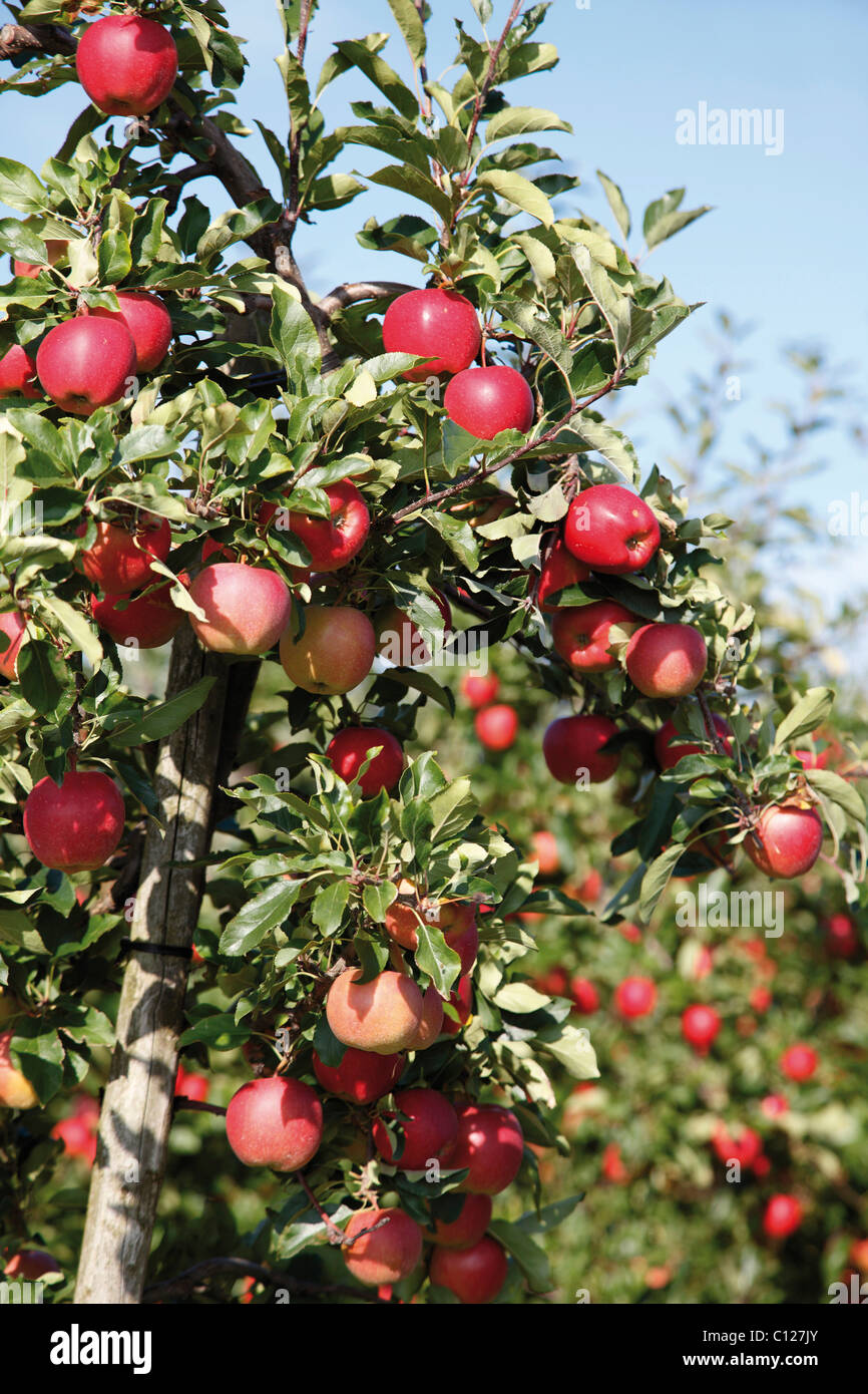 Apple orchard with red apples Stock Photo - Alamy