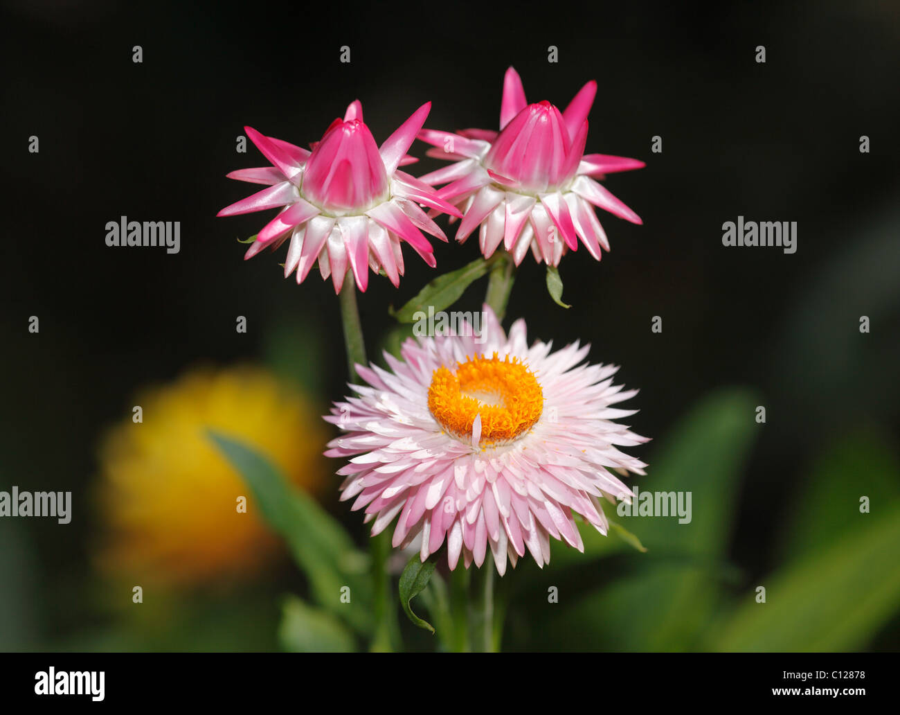 Helichrysum hi-res stock photography and images - Alamy