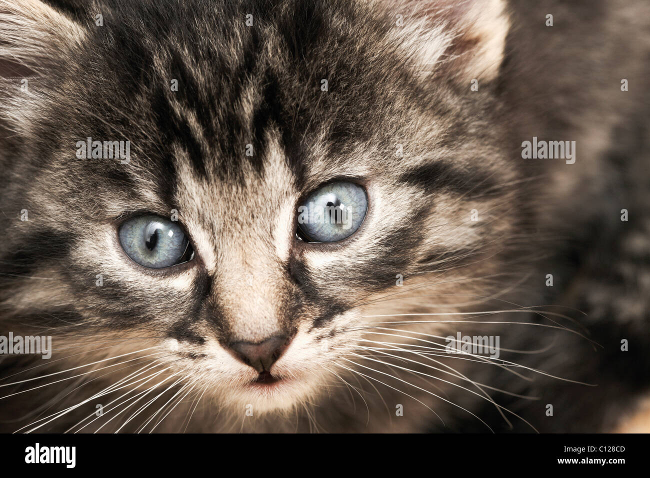 Focussed gaze hi-res stock photography and images - Alamy