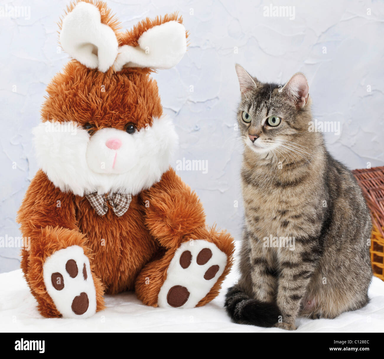 Cat with a stuffed bunny Stock Photo - Alamy