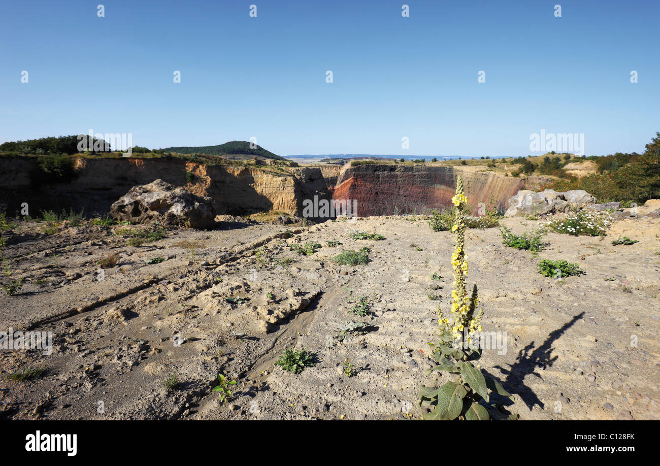 Mullein (Verbascum) on the barren soil of a lava quarry Stock Photo - Alamy