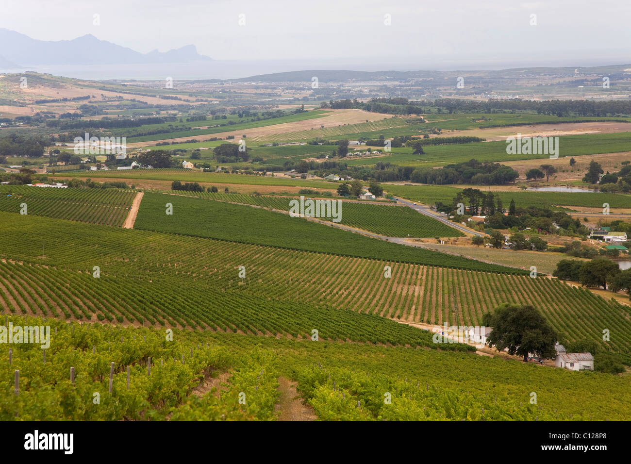 Vineyards, Stellenbosch, Winelands, Western Cape, South Africa, Africa ...