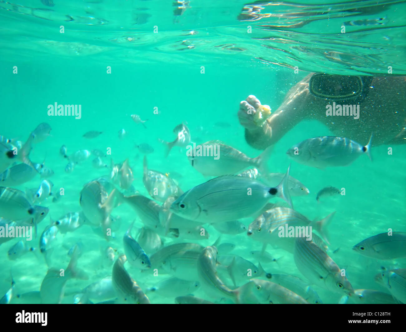shot from underwater of a man feeding fish Stock Photo - Alamy